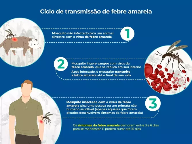 Febre amarela: Sintomas, Causas e Tratamentos